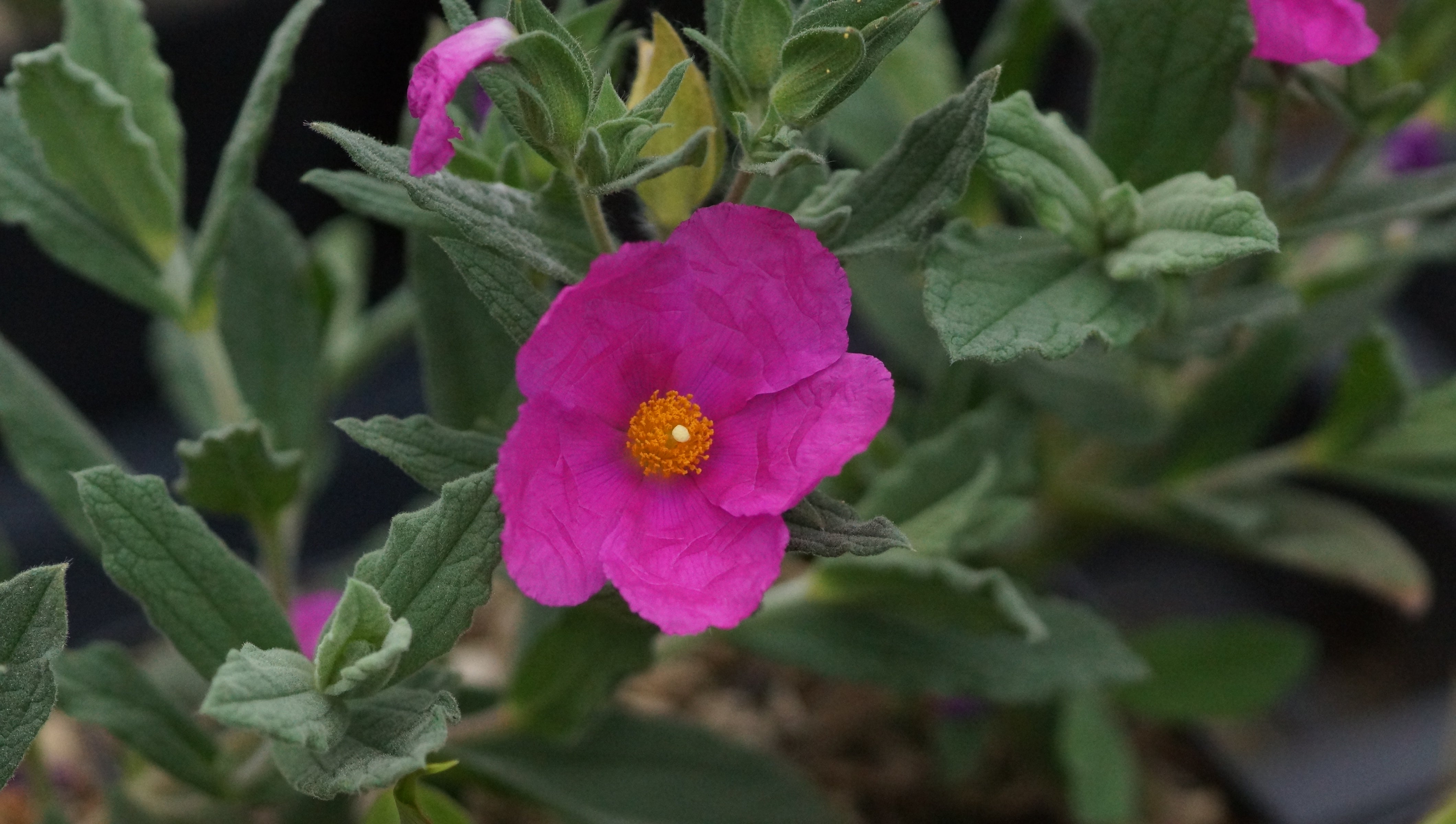 Cistus x pulverulentus 'Sunset' - Zistrose – Staudenwerk GmbH